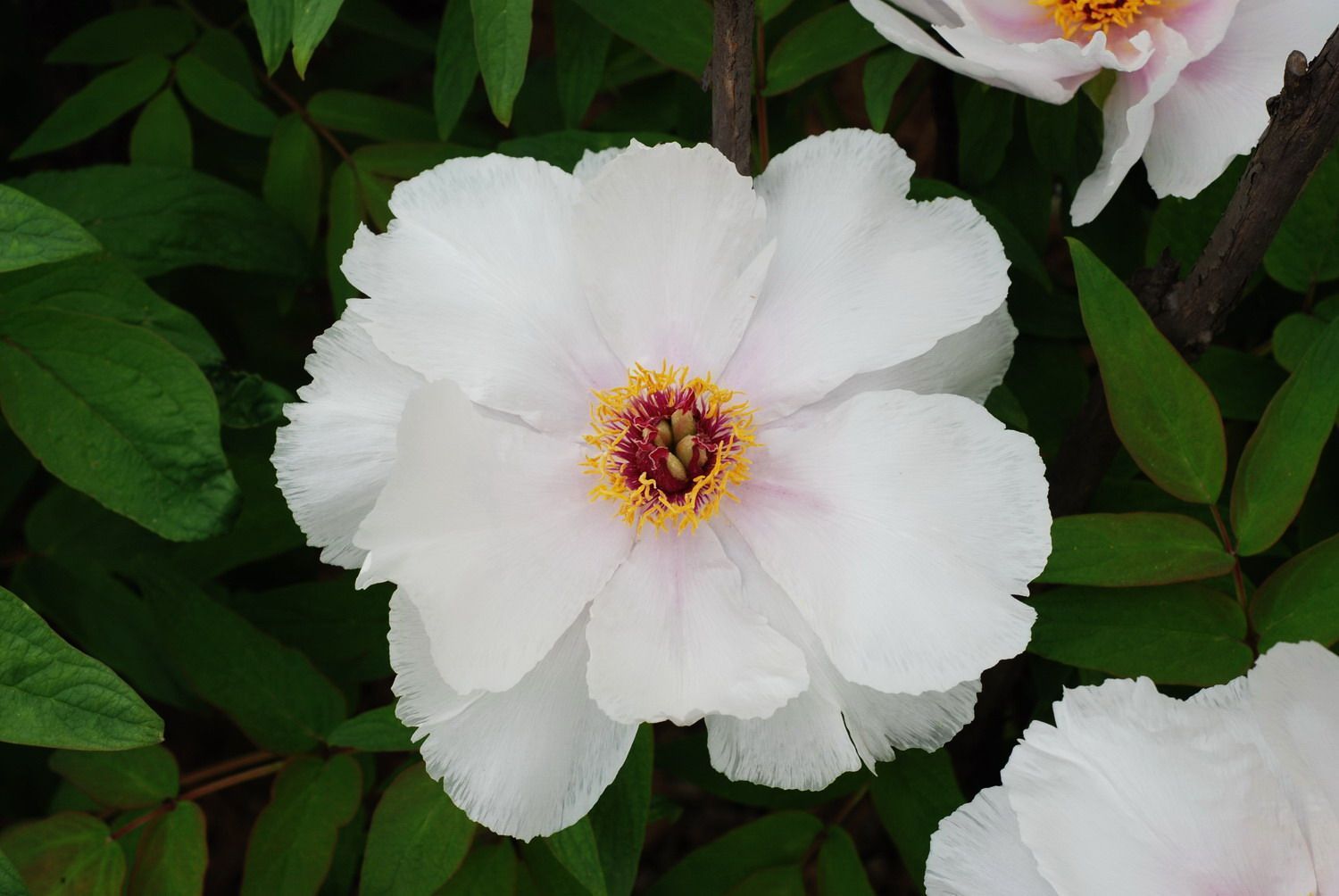 Tree peony White Phoenix - Feng Dan Bai buy in Ukraine, the widest ...
