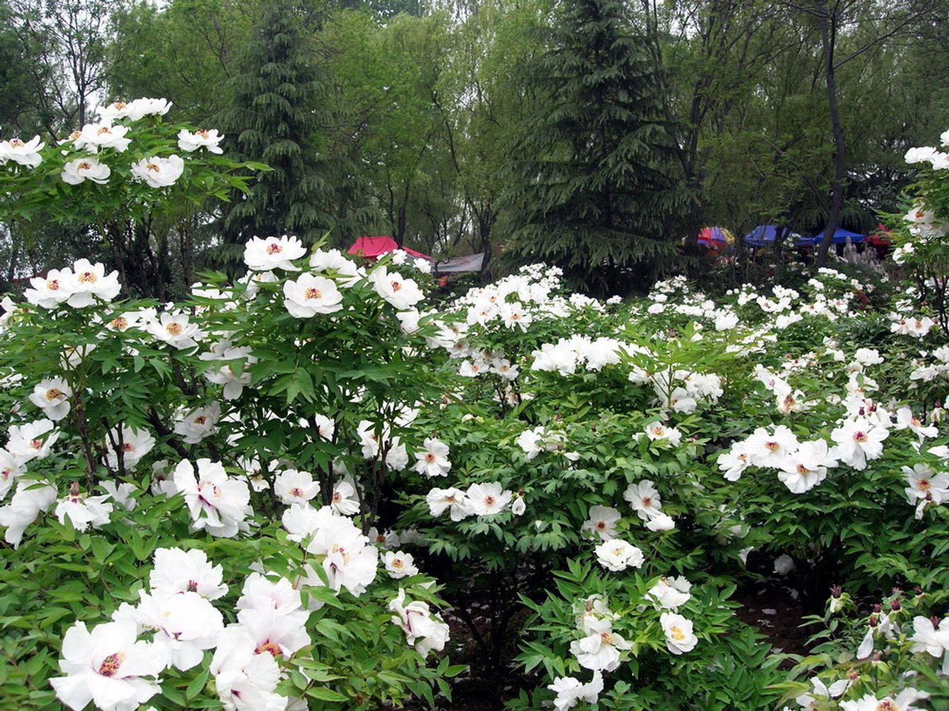 Tree peony White Phoenix - Feng Dan Bai buy in Ukraine, the widest ...